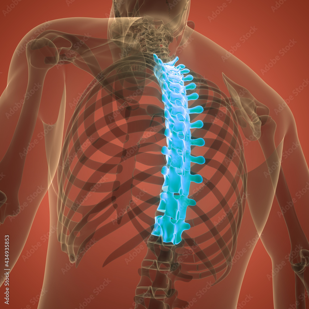 Spinal Cord Vertebral Column Thoracic Vertebrae of Human Skeleton ...