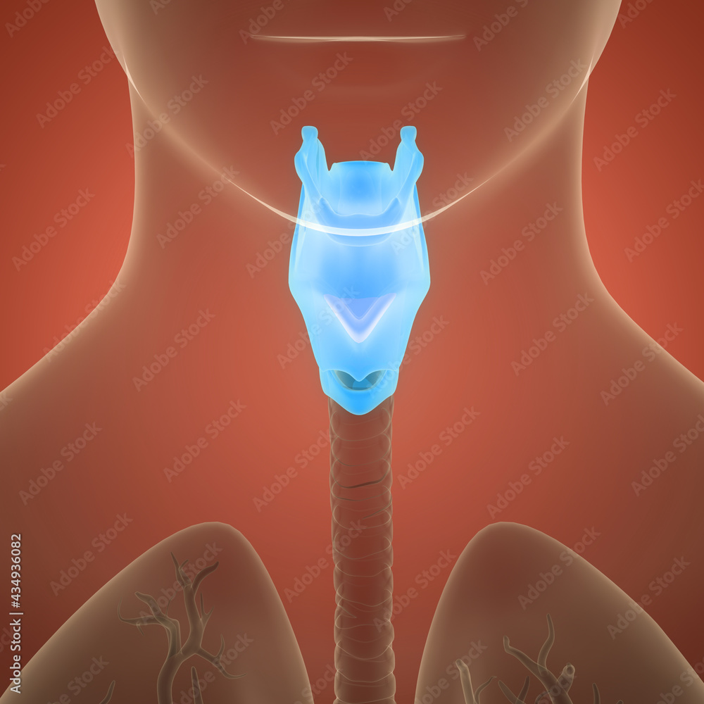 Human Respiratory System Larynx and Pharynx Anatomy Stock Illustration ...