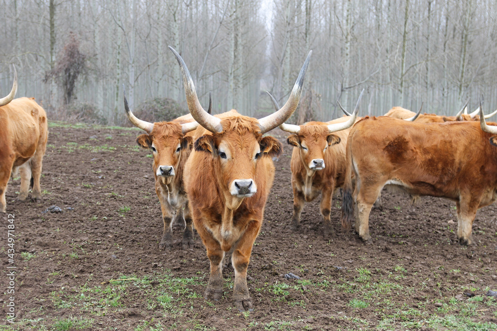Foto de Stock Cachena breed cows, a breed of triple-purpose cattle from ...