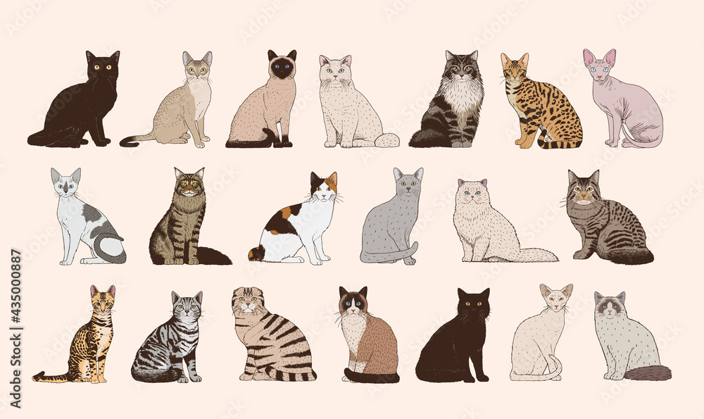 Set of realistic cats vector illustration design Stock Vector | Adobe Stock