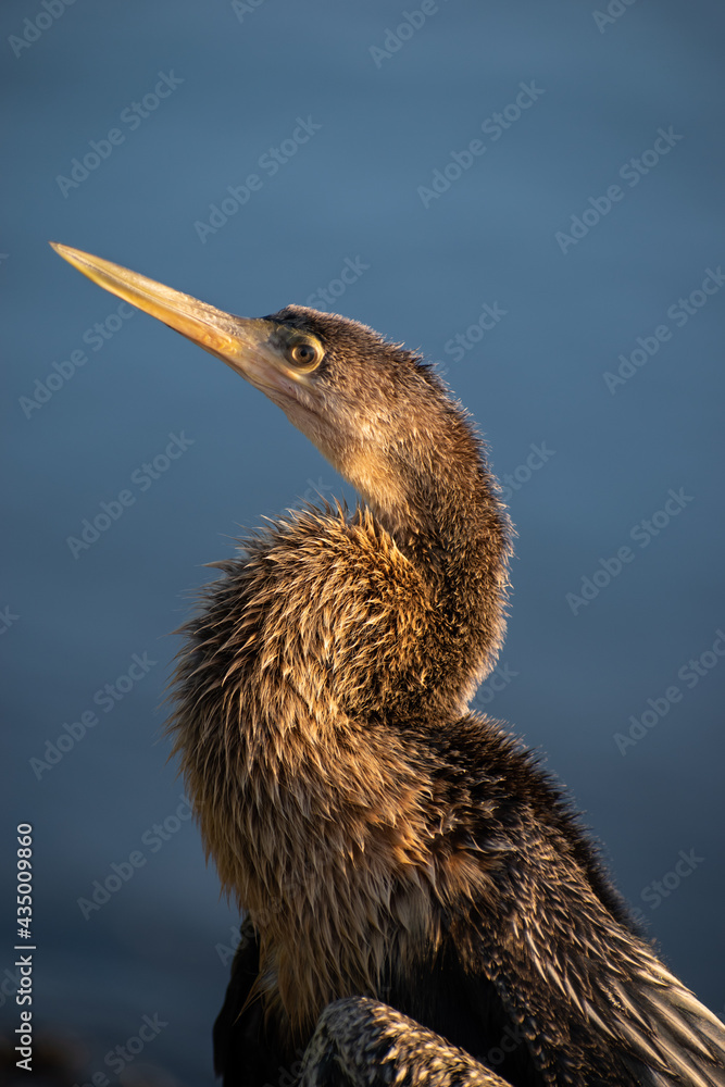 The anhinga, also known as the snake bird, sunning and drying its ...