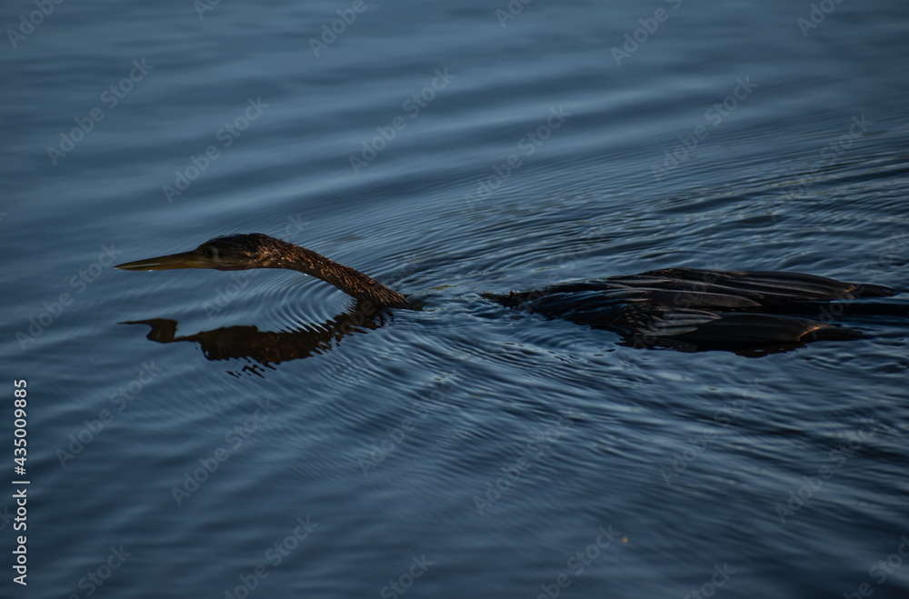 The anhinga, also known as the snake bird, sunning and drying its ...