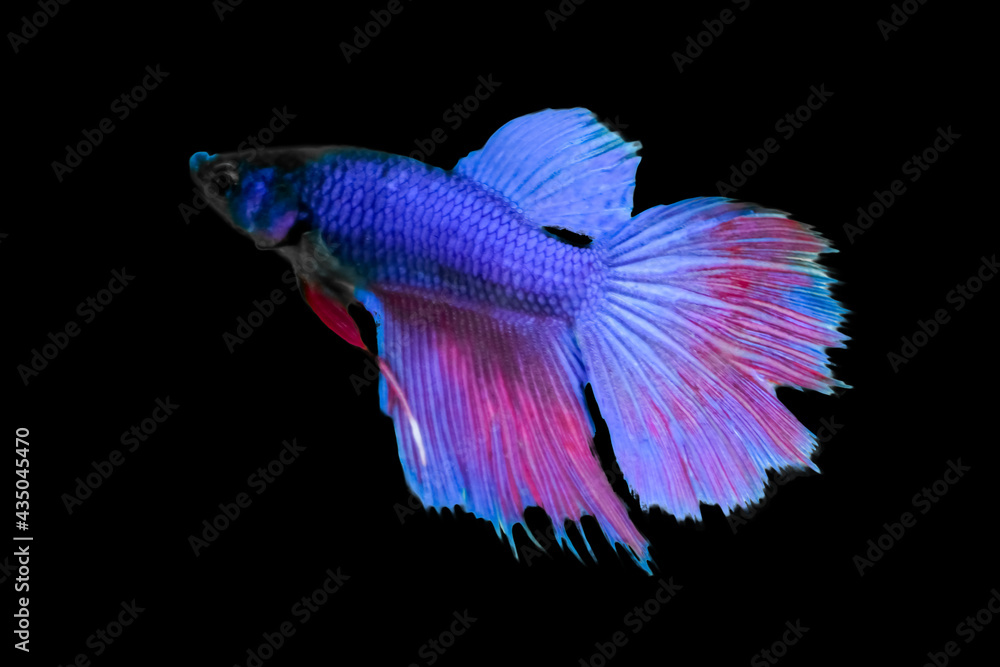 Water Animal Concept: Betta Fish, Blue Red Purple Fish, Isolated Over Black Color Background ...