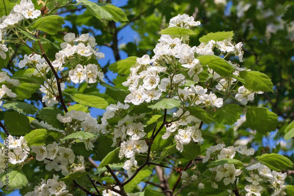 White hawthorn - Crataegus bush, quickthorn, thornapple, May-tree ...
