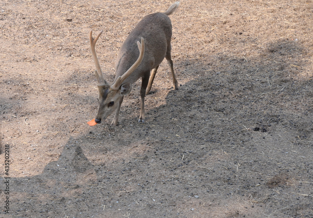 Hogdeer eats delectable carrots in a zoo. Scientific name: Hyelaphu ...