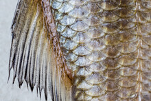 Fish Scales Pattern Free Stock Photo - Public Domain Pictures