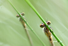 Dragonfly Playing Hide And Seek Free Stock Photo - Public Domain Pictures