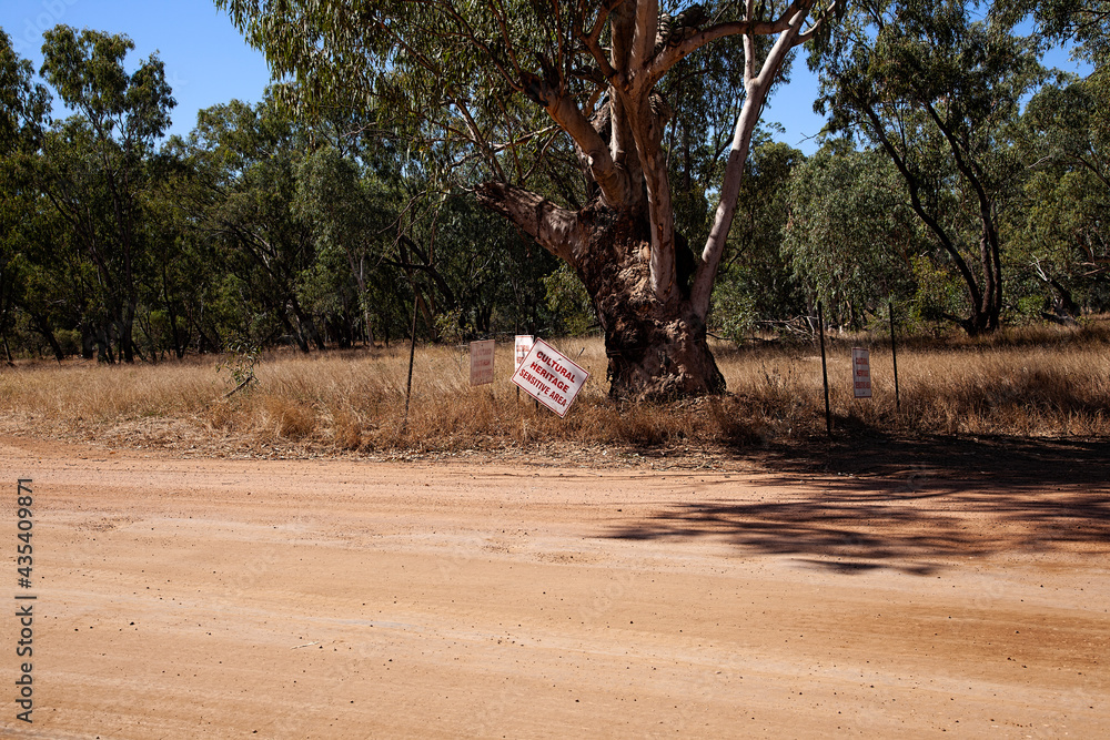 Gnarled old gum tree marked to protect it for Aboriginal cultural ...