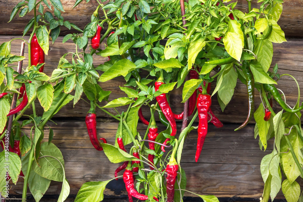 hot pepper, bush of red chili pepper ripening in garden. Stock Photo ...