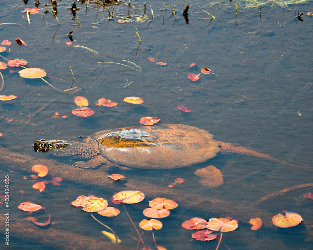 Snapping Turtle Photo Stock. In the foggy water displaying long neck ...
