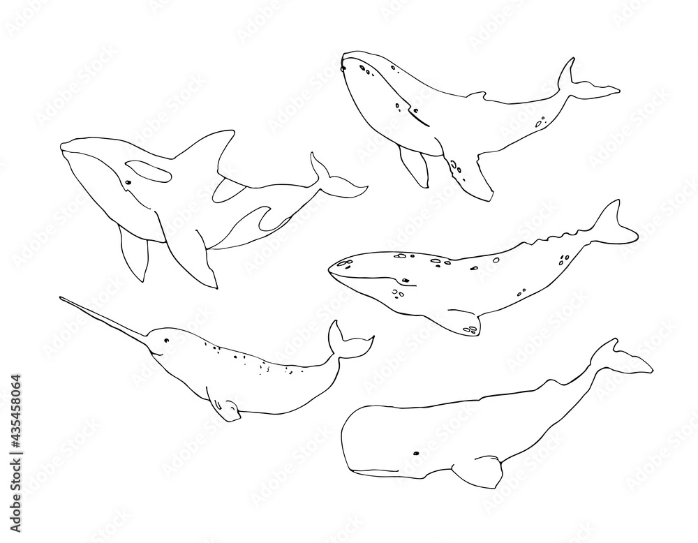 Line art whale narwhal clipart, Ocean themed wedding invitation, Sea ...