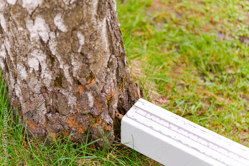 Checking wood for rotten areas. A special device for analyzing the tree ...