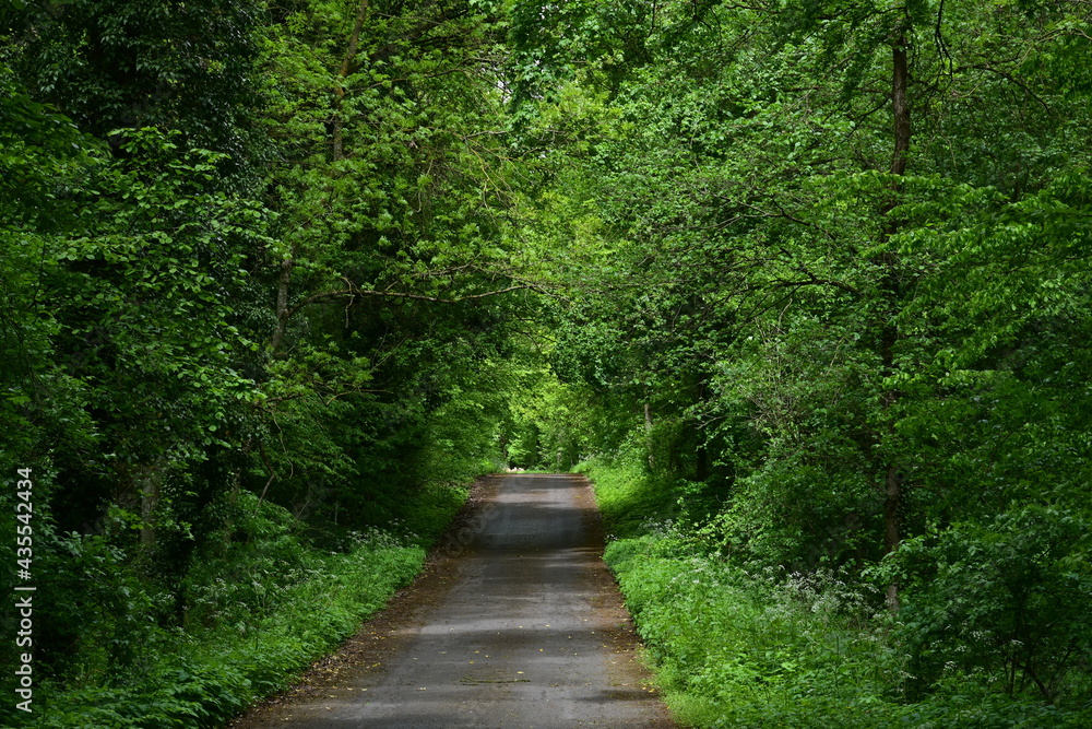 Asphalt forest path, road leads straight through a green forest in ...