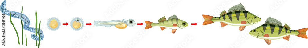 Fish life cycle. Sequence of stages of development of perch (Perca ...
