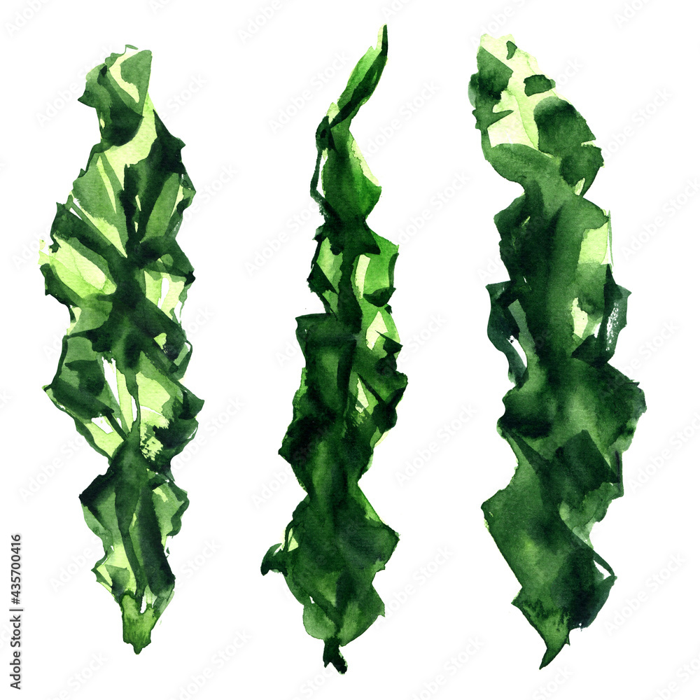 ulva algae drawing