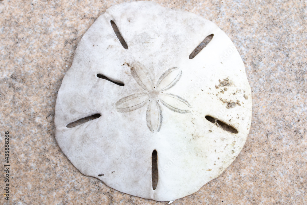 Bright white dried sand dollar, the skeleton of a sea urchin or sea ...