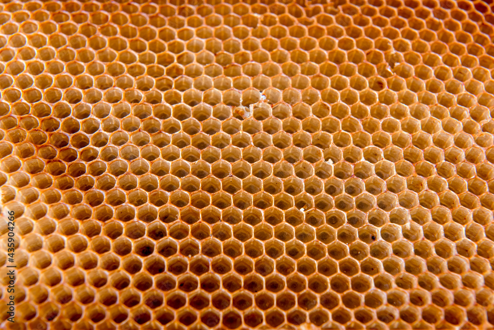 Honeycomb background texture made by bees. Stock Photo | Adobe Stock