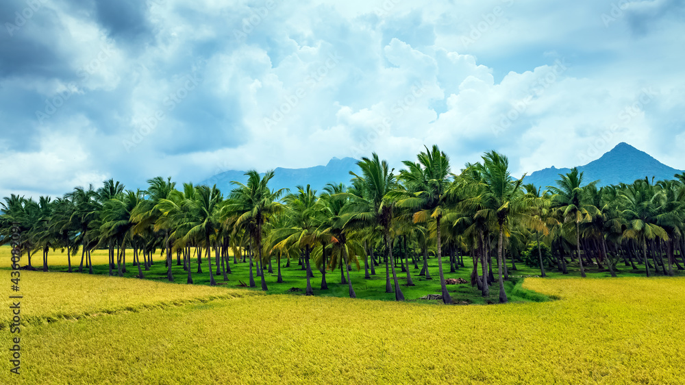 Green field of growing rice plant and coconut tree with nature ...