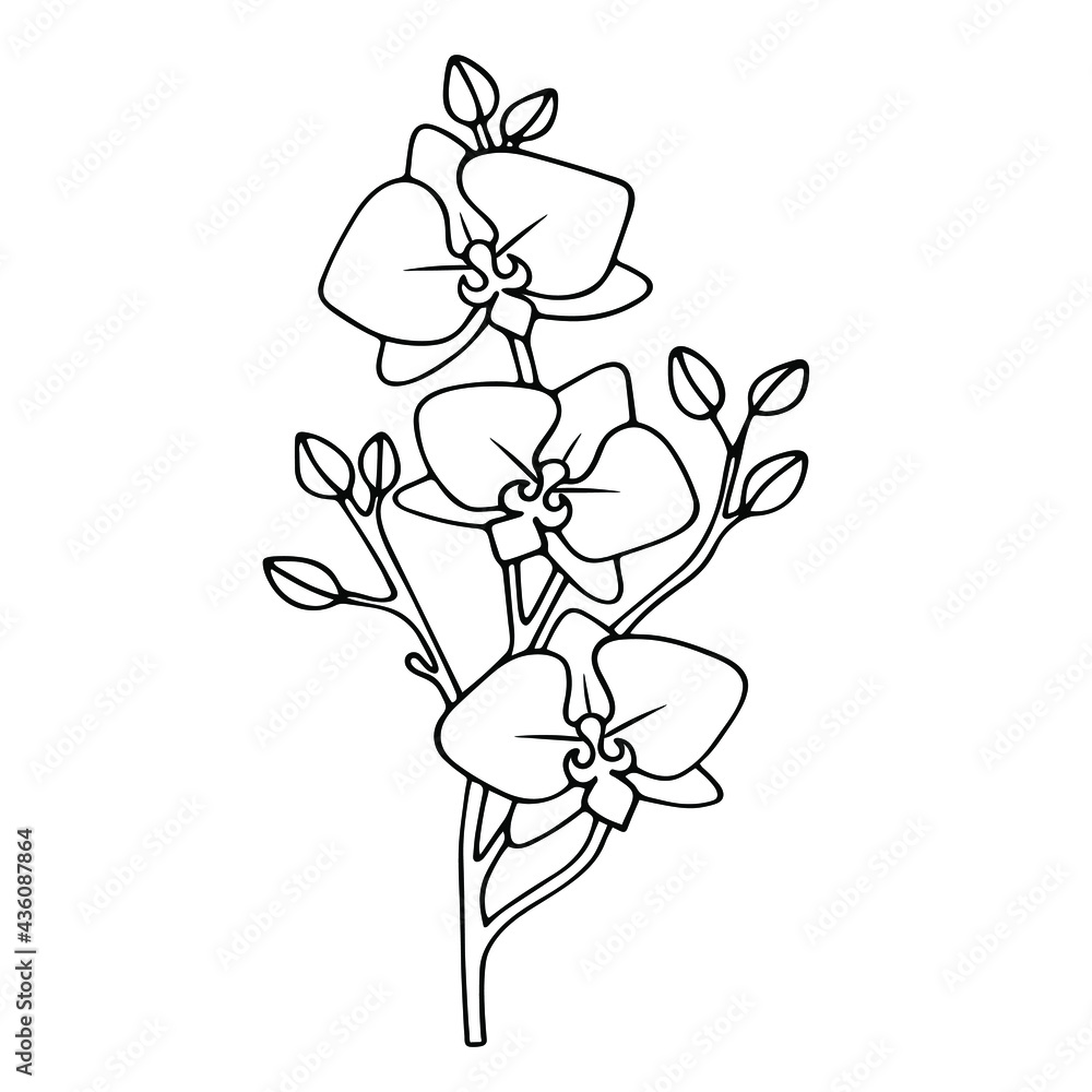 Orchid branch with flowers. Black and white vector outline drawing ...