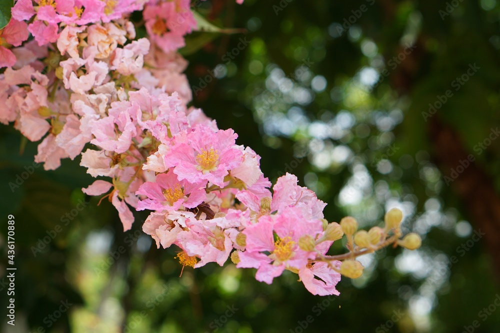 Pink Inthanin flower in Thailand. Beautiful summer flowers. Cananga ...
