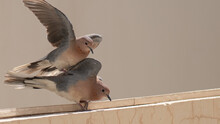 Senegal Laughing Dove Free Stock Photo - Public Domain Pictures