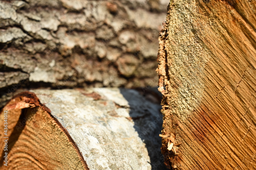 Cross section of tree trunk, sawn wood. Cross sectional cut end of log ...