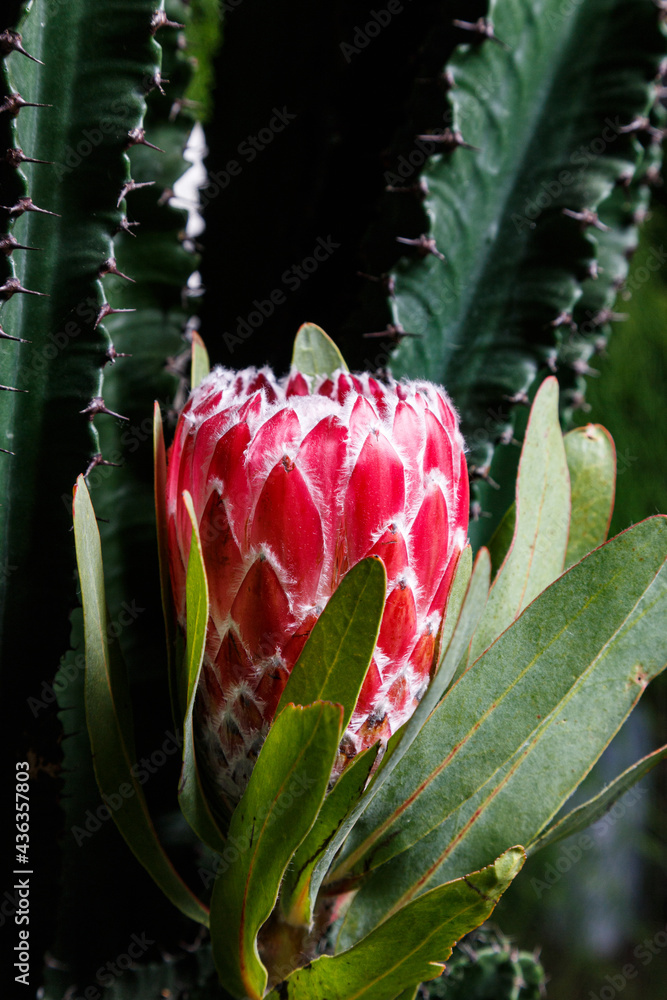 big red protea flower in the garden Stock Photo | Adobe Stock