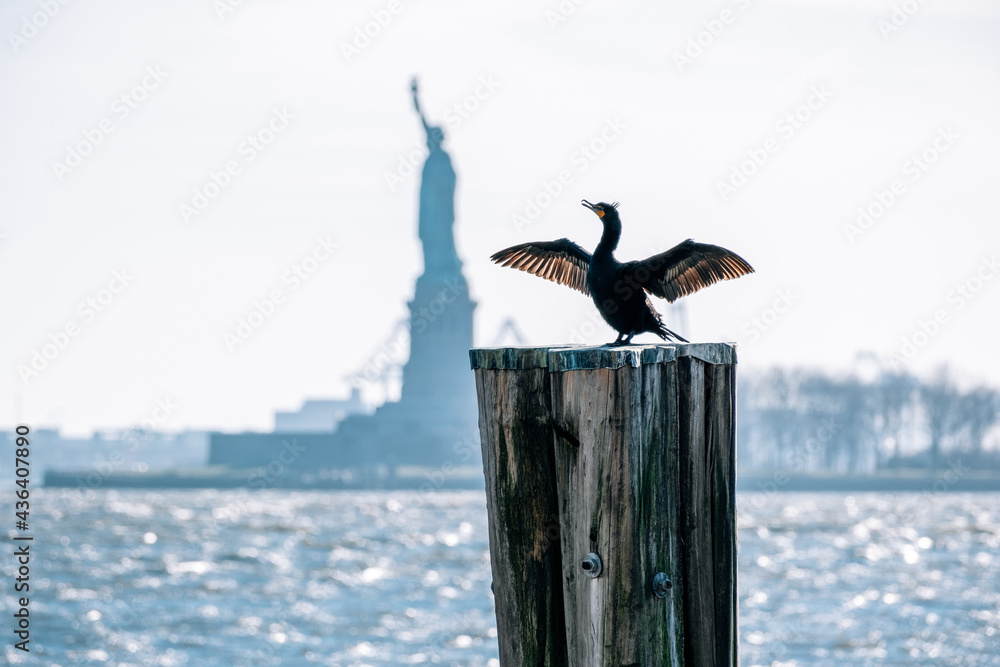 Double-crested cormorant at the pier in front of the Statue of Liberty ...