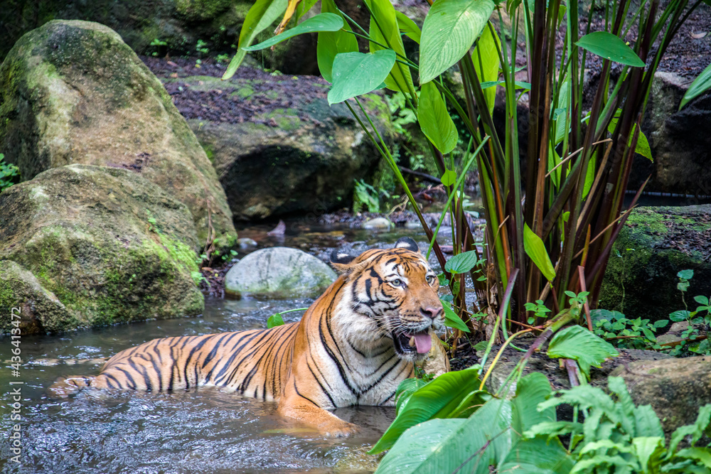 The Malayan tiger in the water, it is a tiger from a specific ...
