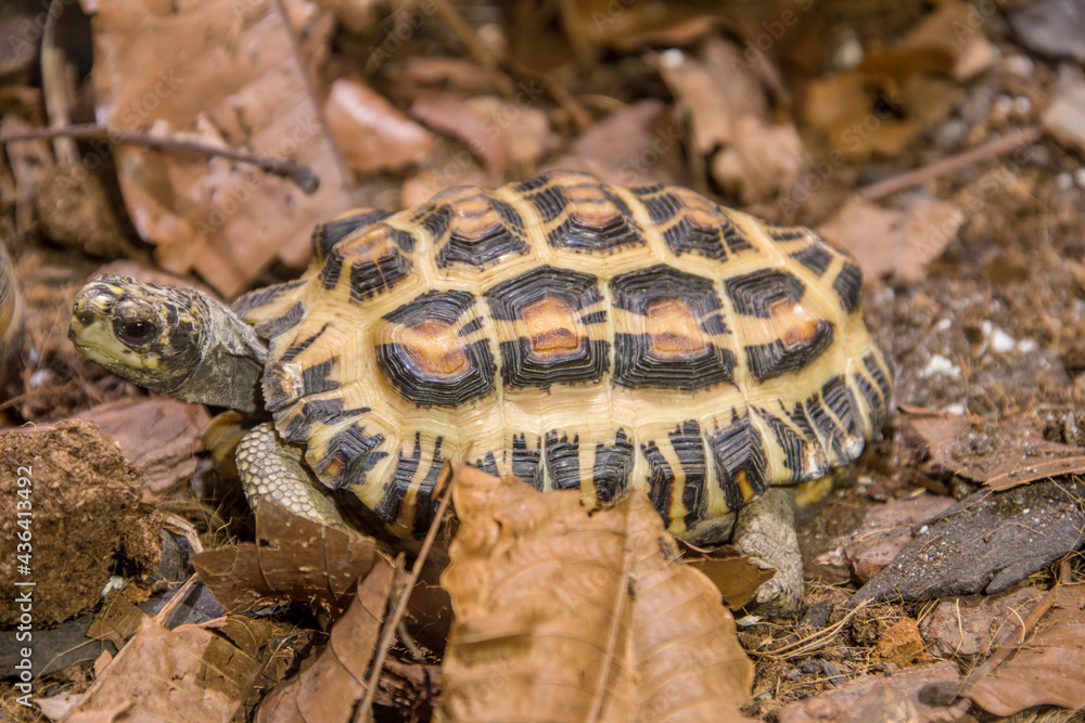 Flat-backed spider tortoise (Pyxis planicauda) is a tortoise that ...