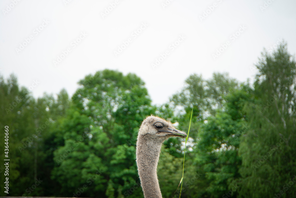 Ostrich head close-up. Head and neck front portrait of an ostrich bird ...