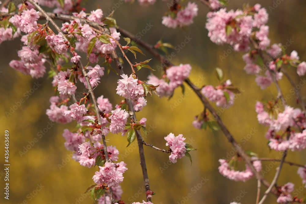 Prunus serrulata 'Kiku Shidare'. Sakura flowers on the yellow backround ...
