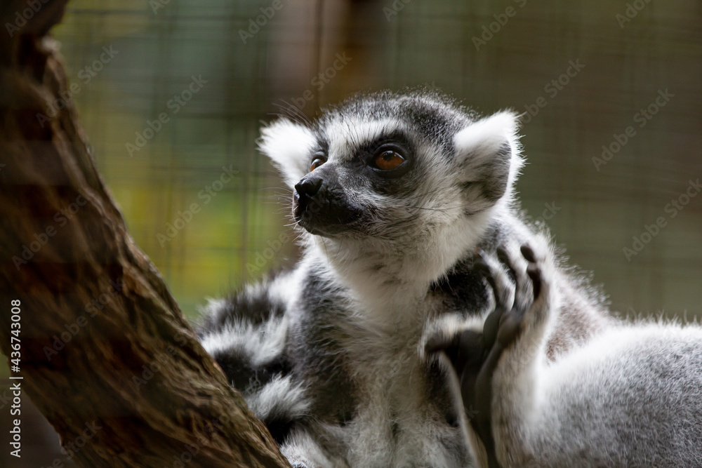 Lemur is the name given to the species of primate species that belong ...