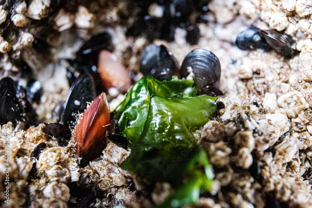 Photo Stock Macro photography of barnacles, clams, mussels, crabs and ...