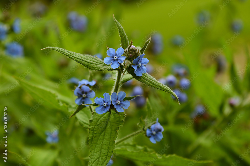 Blooming Pentaglottis sempervirens, known as the green alkanet ...