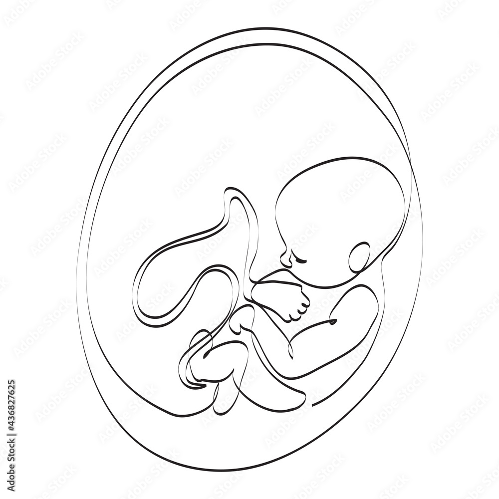 Embryo in her womb inide mother belly, continuous line drawing ...