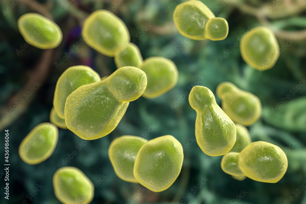 Pathogenic yeast fungus Cryptococcus neoformans which causes ...