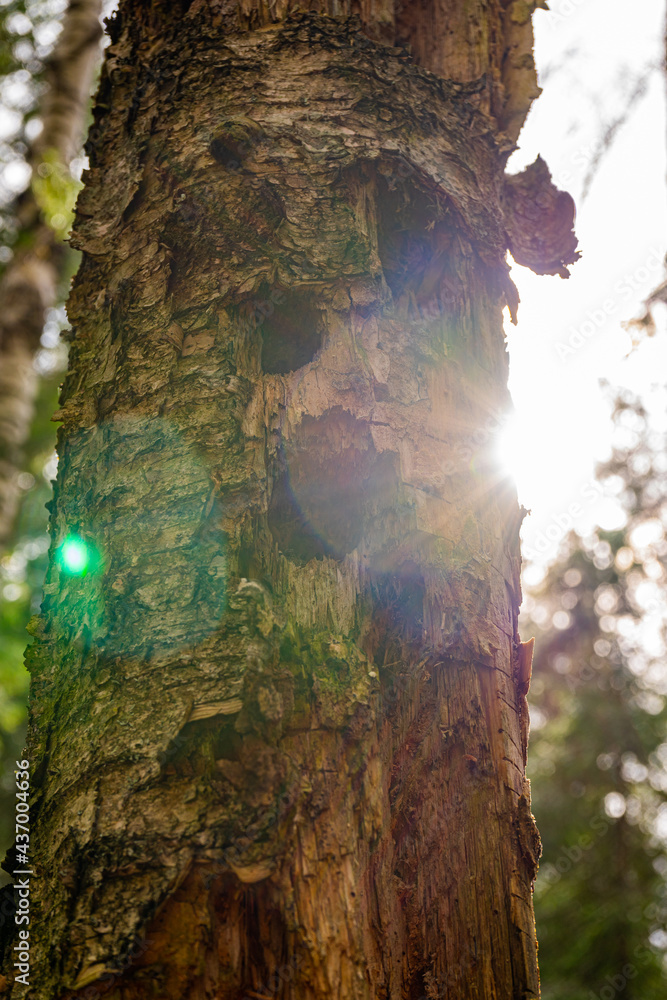 Foto de Stock The trunk of an old birch tree with its bark stripped off ...