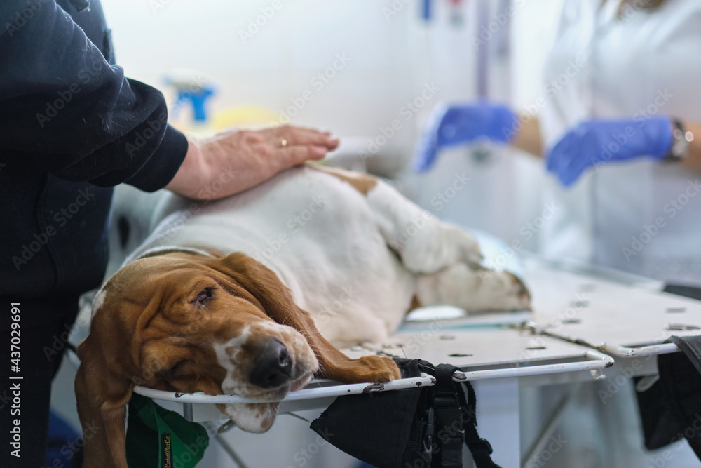 veterinarian examines a dog's suture after surgery. seam treated with ...