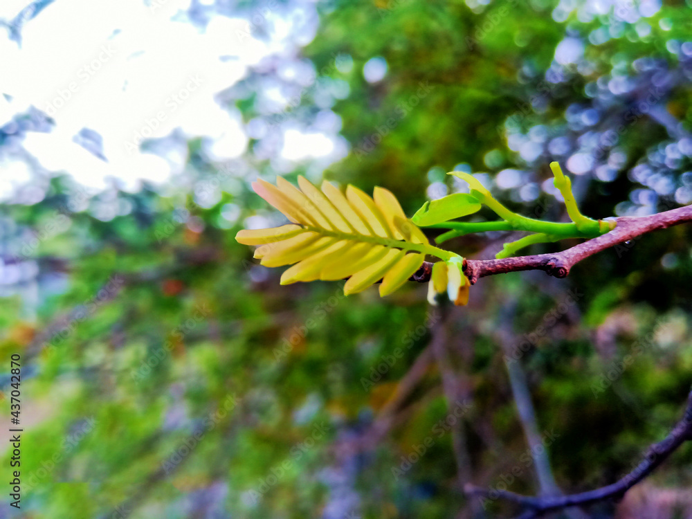 natural background hd wallpaper free download Stock Photo | Adobe Stock