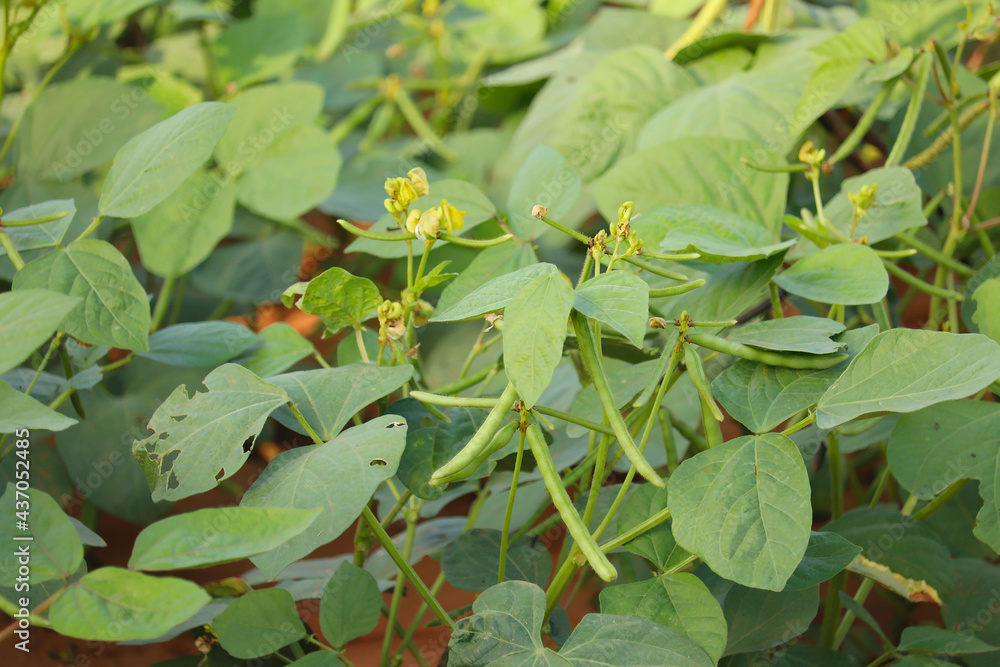 Mung bean green pods (Vigna radiata) and mung bean leaves,mung bean ...