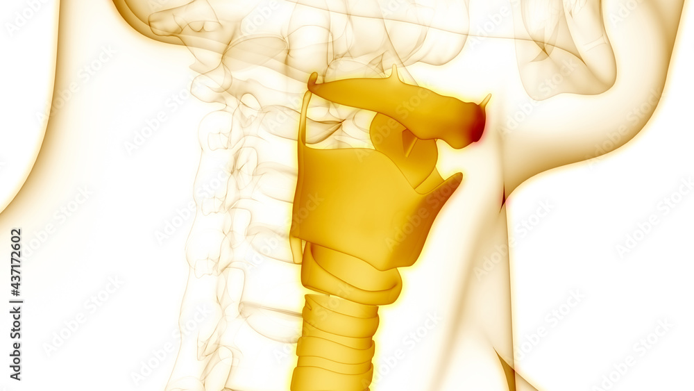 Human Respiratory System Larynx and Pharynx Anatomy Stock Illustration ...