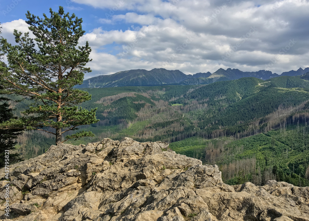 Mountain landscape with rocky cliff and pine tree on the mountainside ...