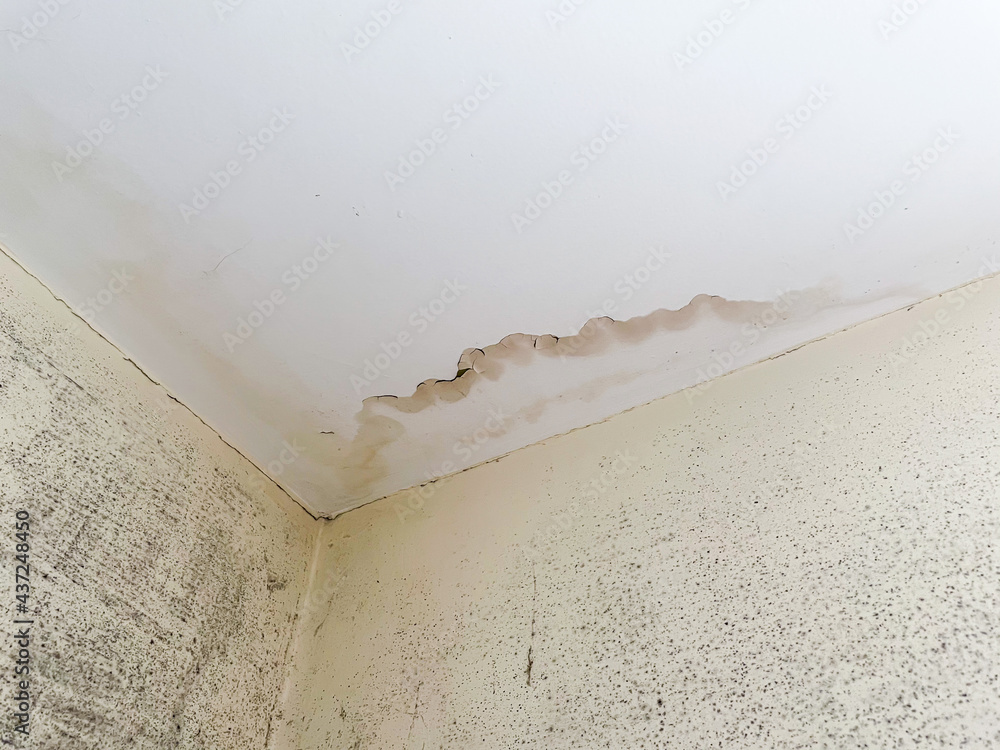 Water stains and mold on the white ceiling caused by moisture in the ...
