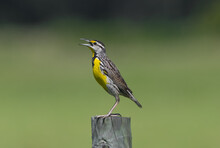 Yellow Wing Lark Free Stock Photo - Public Domain Pictures