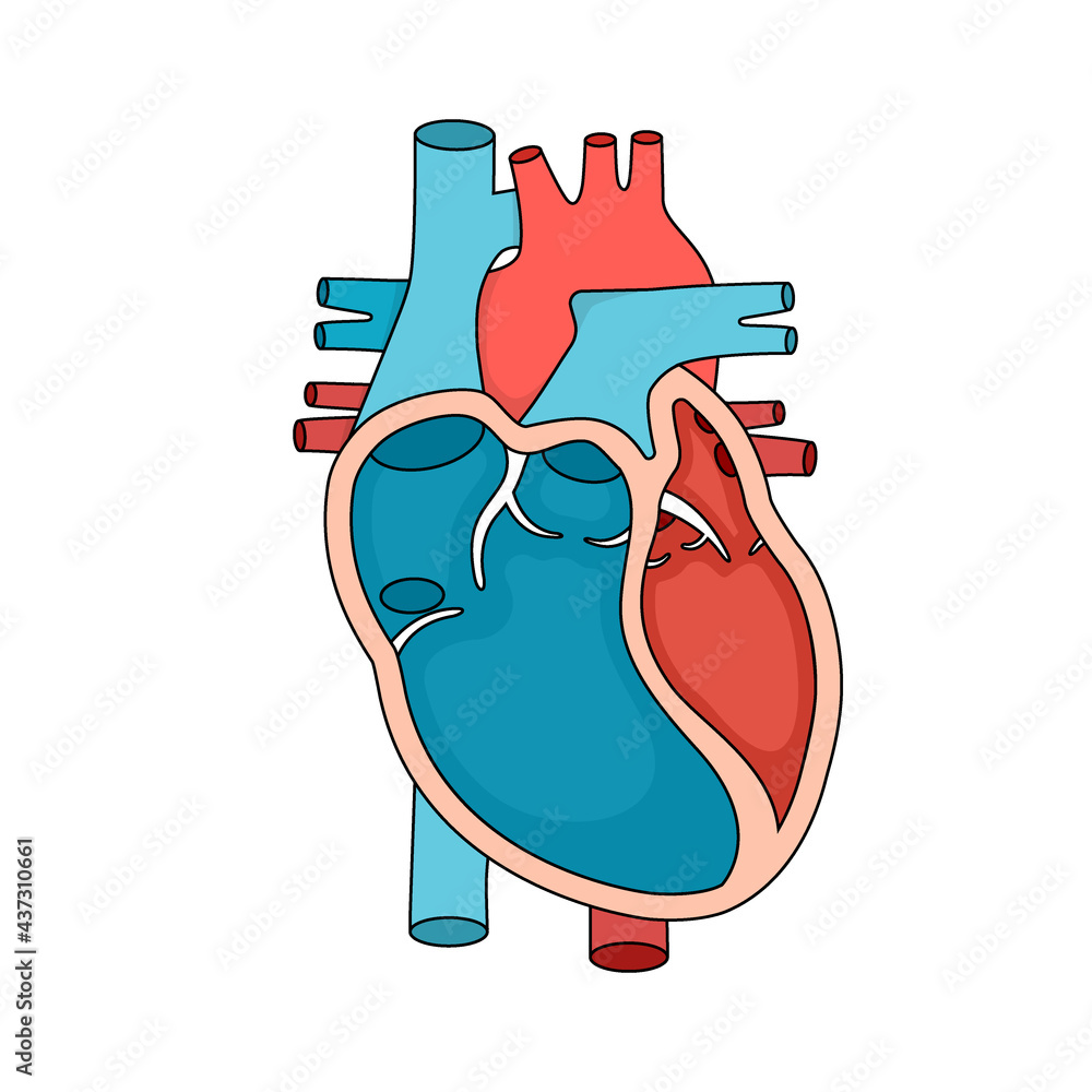 Heart anatomy close-up. Human heart cross section illustration. Stock ...