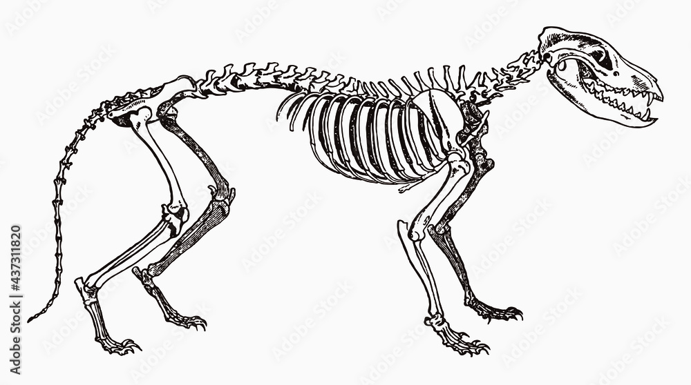 Extinct Tasmanian wolf thylacinus cynocephalus skeleton in profile view ...