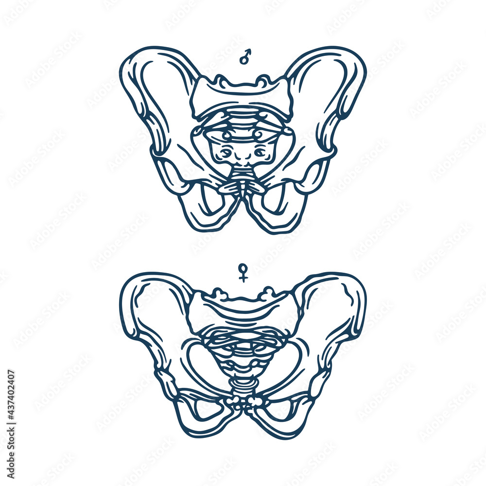 Pelvis. Male and female pelvis bones hand drawn vector illustration ...