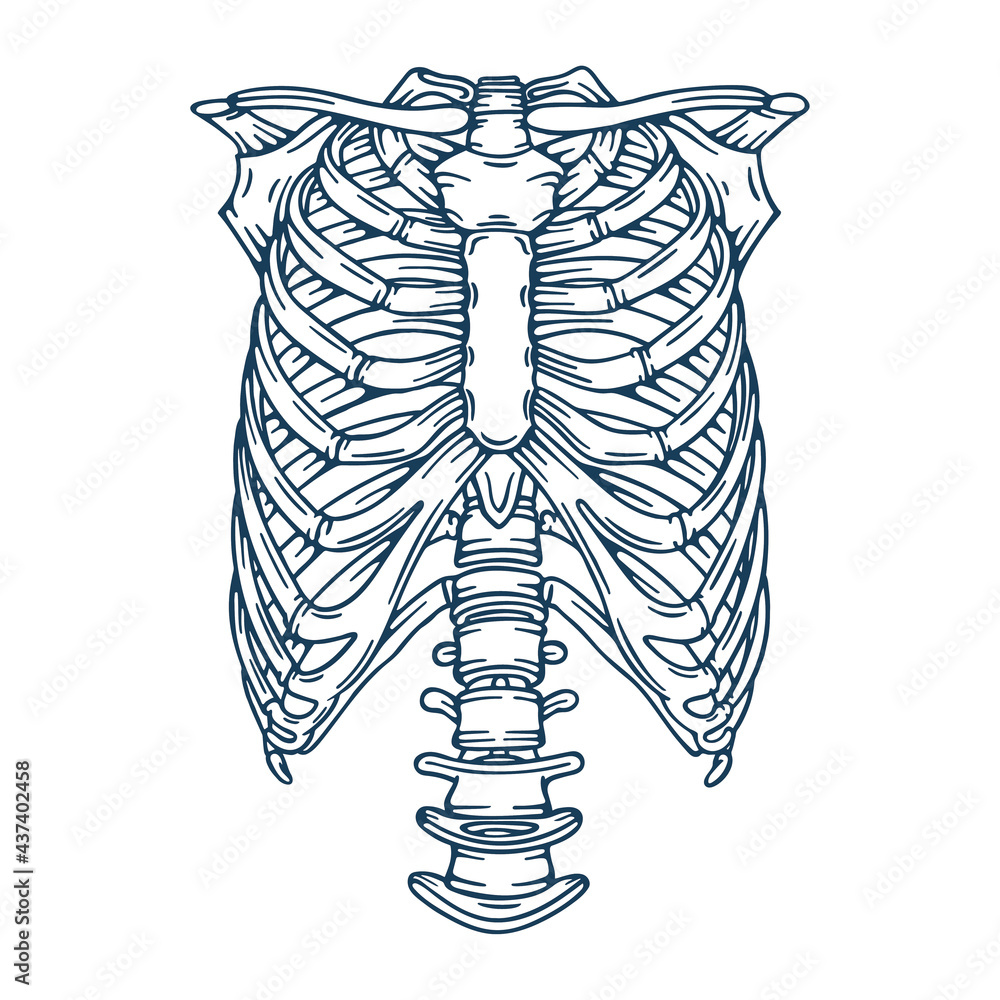Human ribs. Human rib bones hand drawn vector illustration. Part of ...