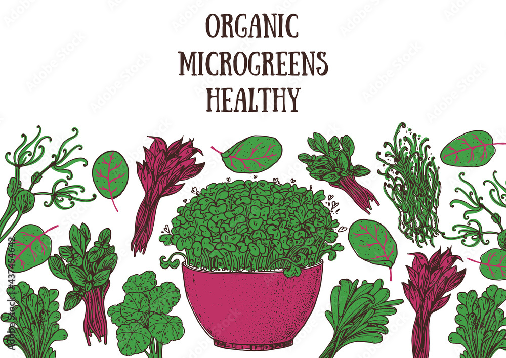 Microgreens hand drawn vector illustration. Organic healthy food ...